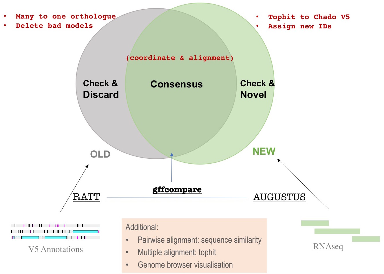 S. mansoni V7 genome annotation