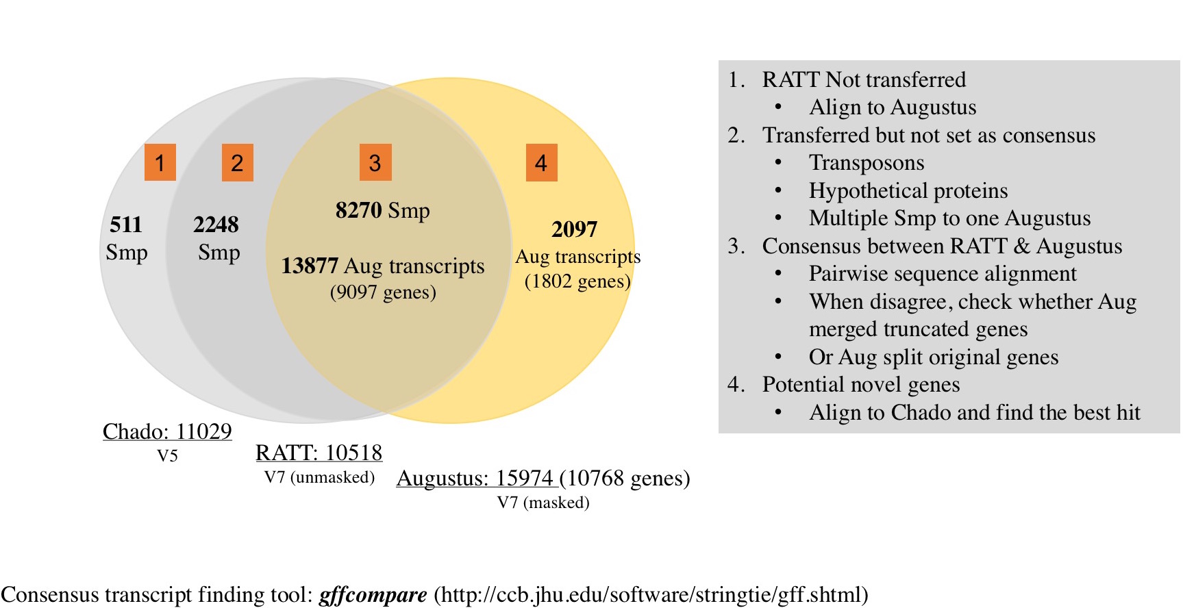 S. mansoni V7 genome annotation